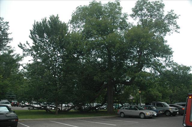 Gallery – emeraldashborercontrol.ca